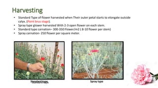 carnation Presentation.pptx