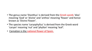 carnation Presentation.pptx