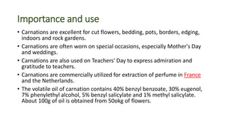 carnation Presentation.pptx