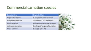 carnation Presentation.pptx