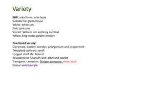 carnation Presentation.pptx