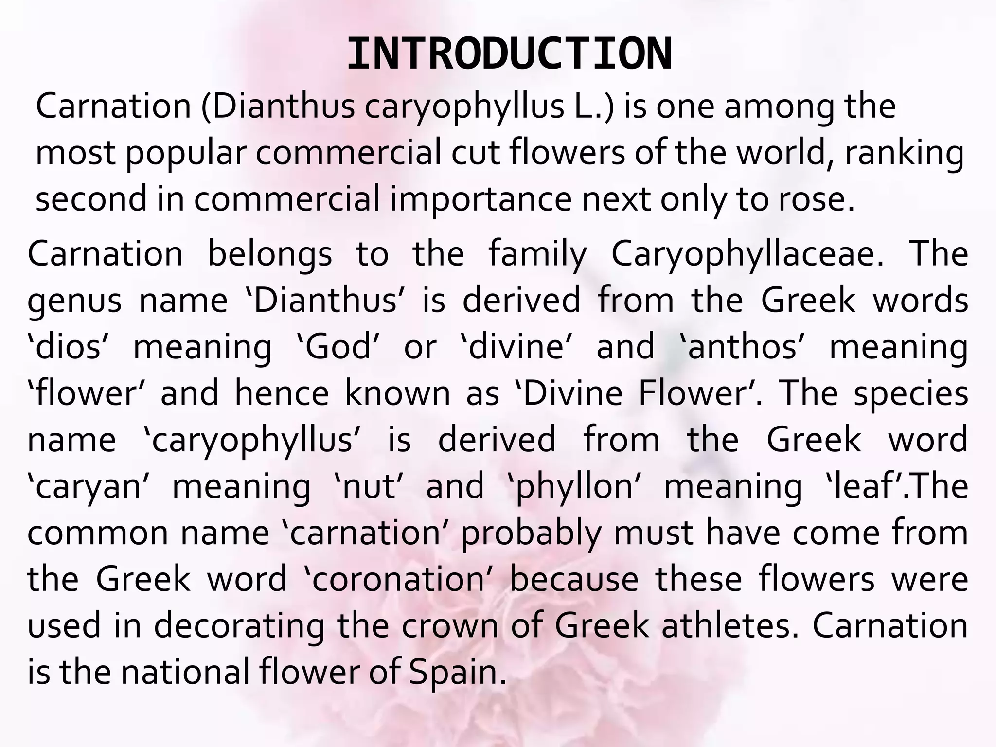 Carnation | PPTX