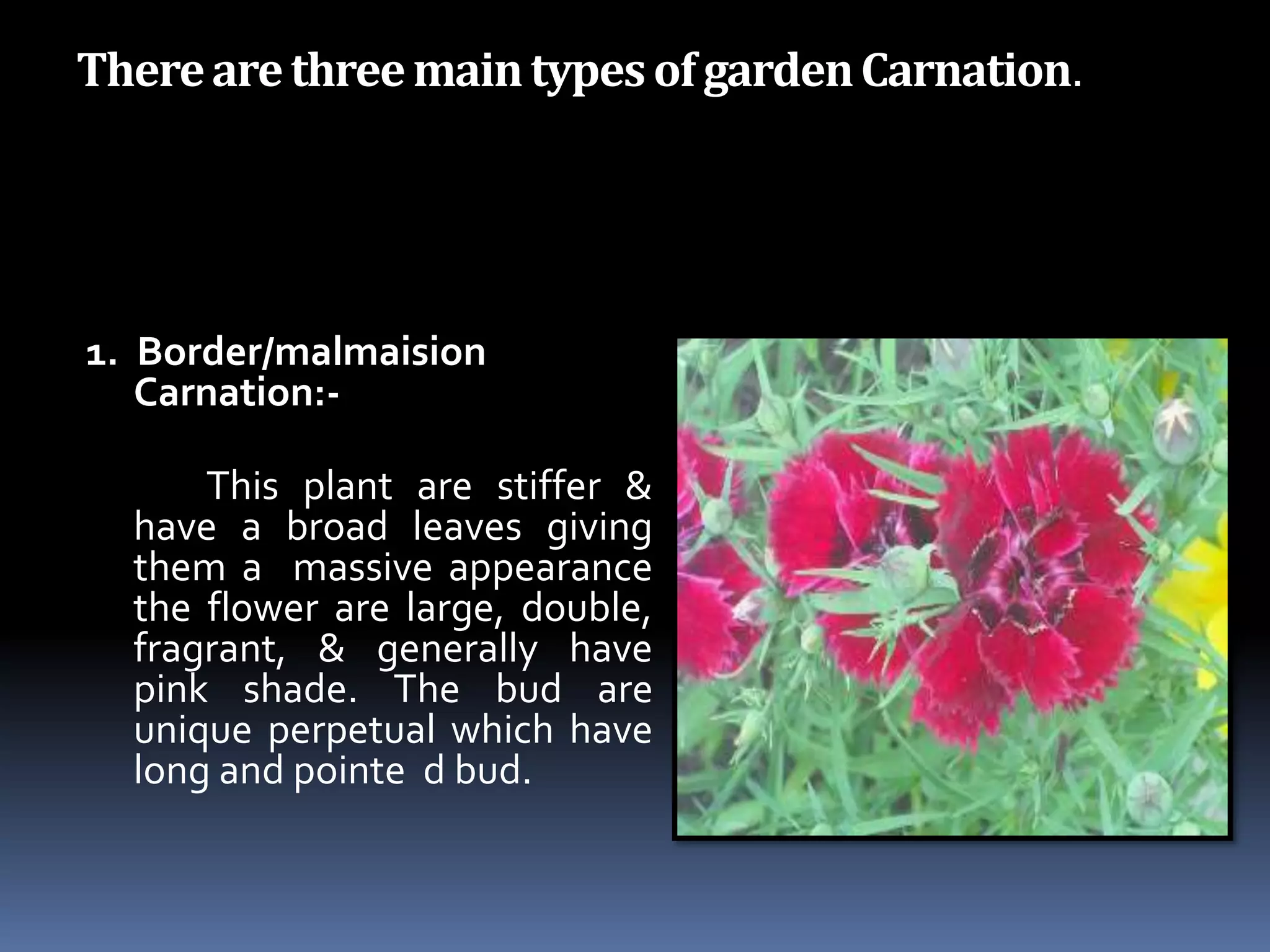 Carnation | PPTX