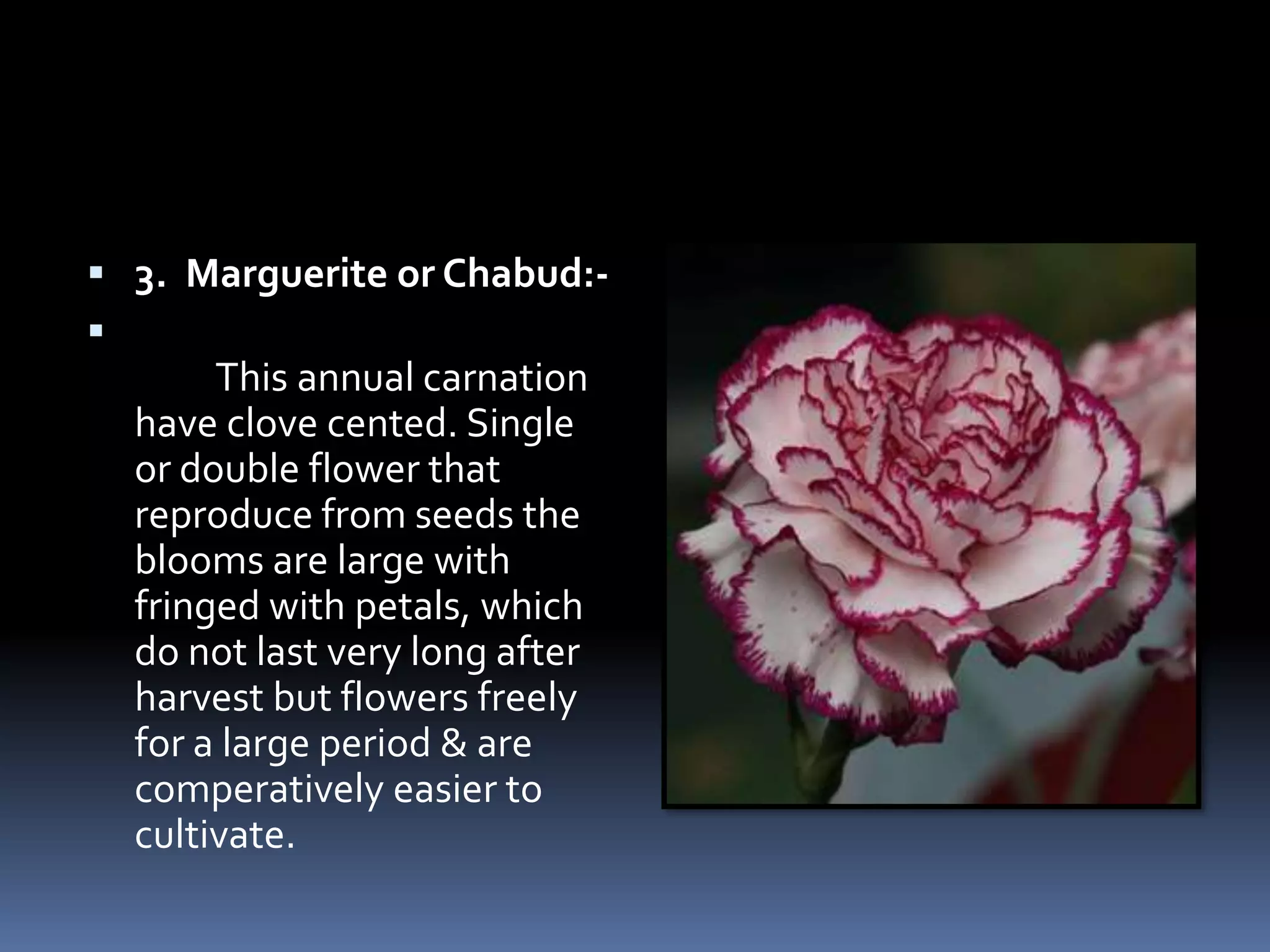 Carnation | PPTX