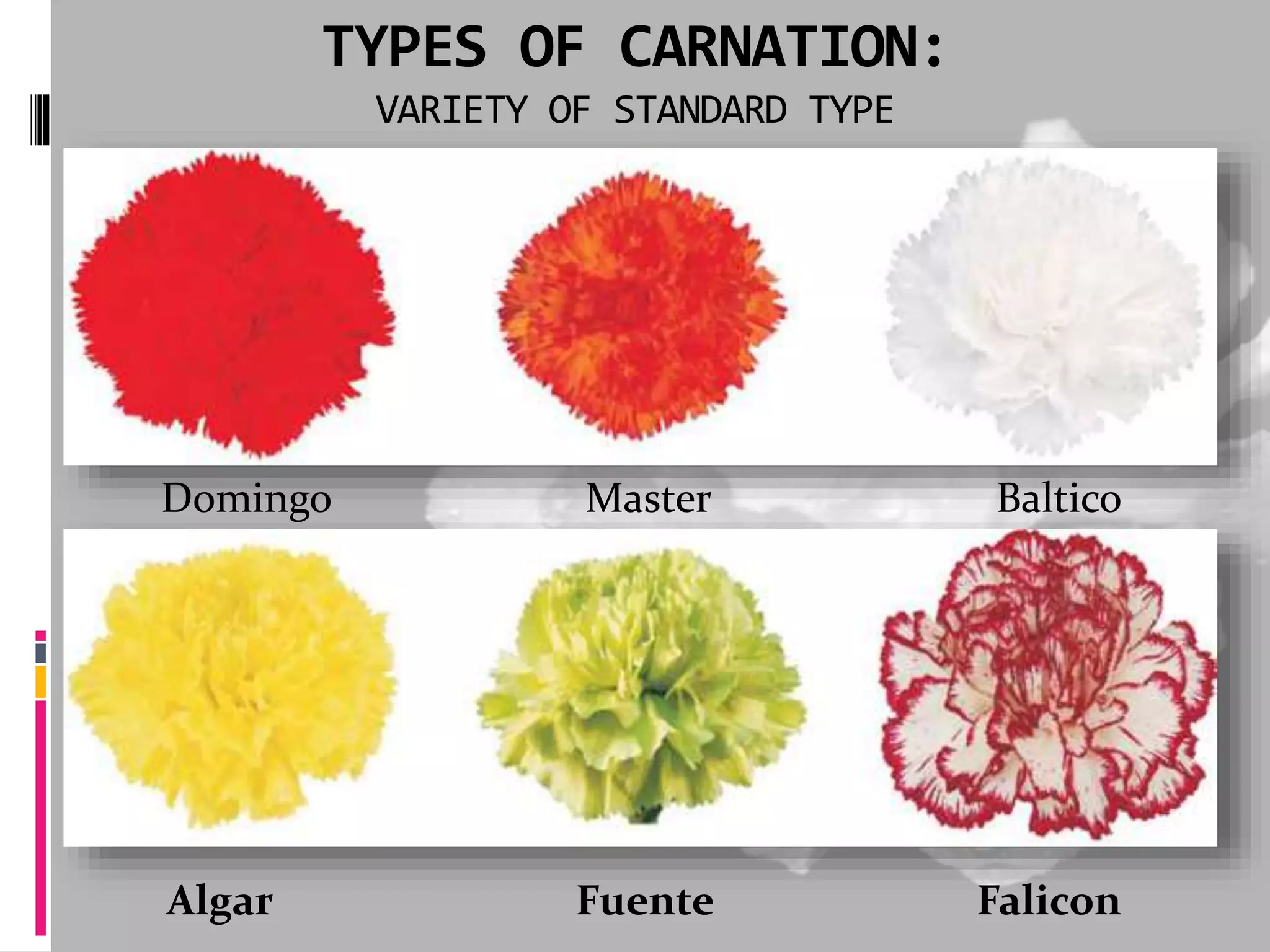 Carnation | PPTX