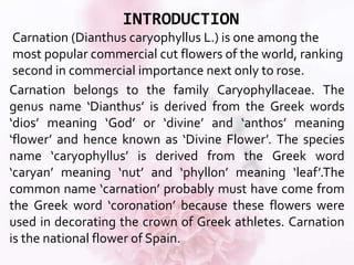 Carnation | PPTX