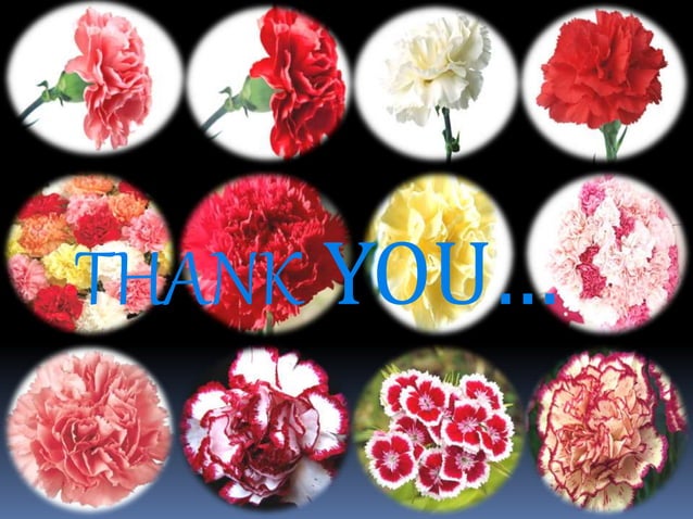 Carnation | PPTX