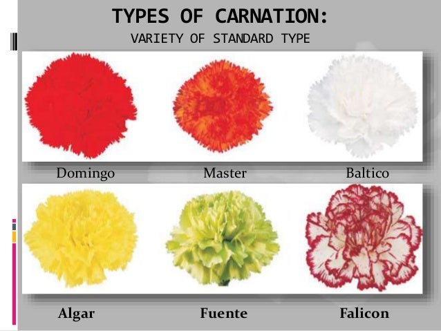 Carnation