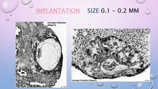 Carnegie stages | PPTX