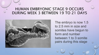 Carnegie stages | PPTX