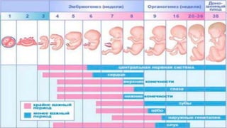 Carnegie stages | PPTX