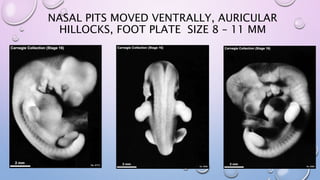 Carnegie stages | PPTX