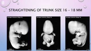 Carnegie stages | PPTX