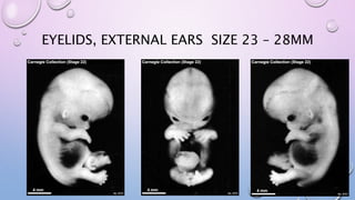 Carnegie stages | PPTX