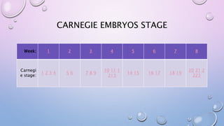 Carnegie stages | PPTX