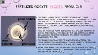 Carnegie stages | PPTX