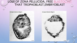 Carnegie stages | PPTX