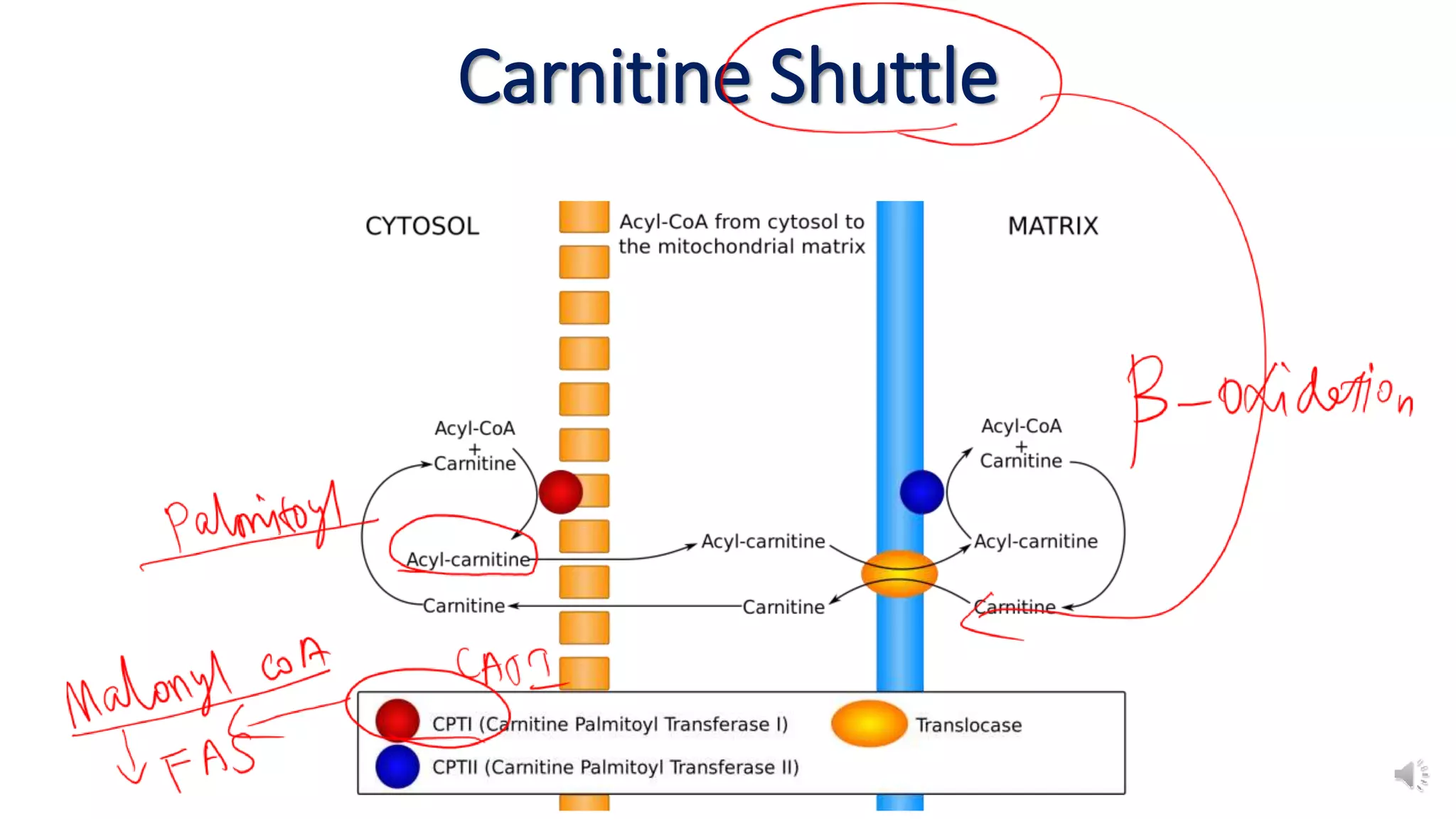 Carnitine - YouTube Video inside | PPTX