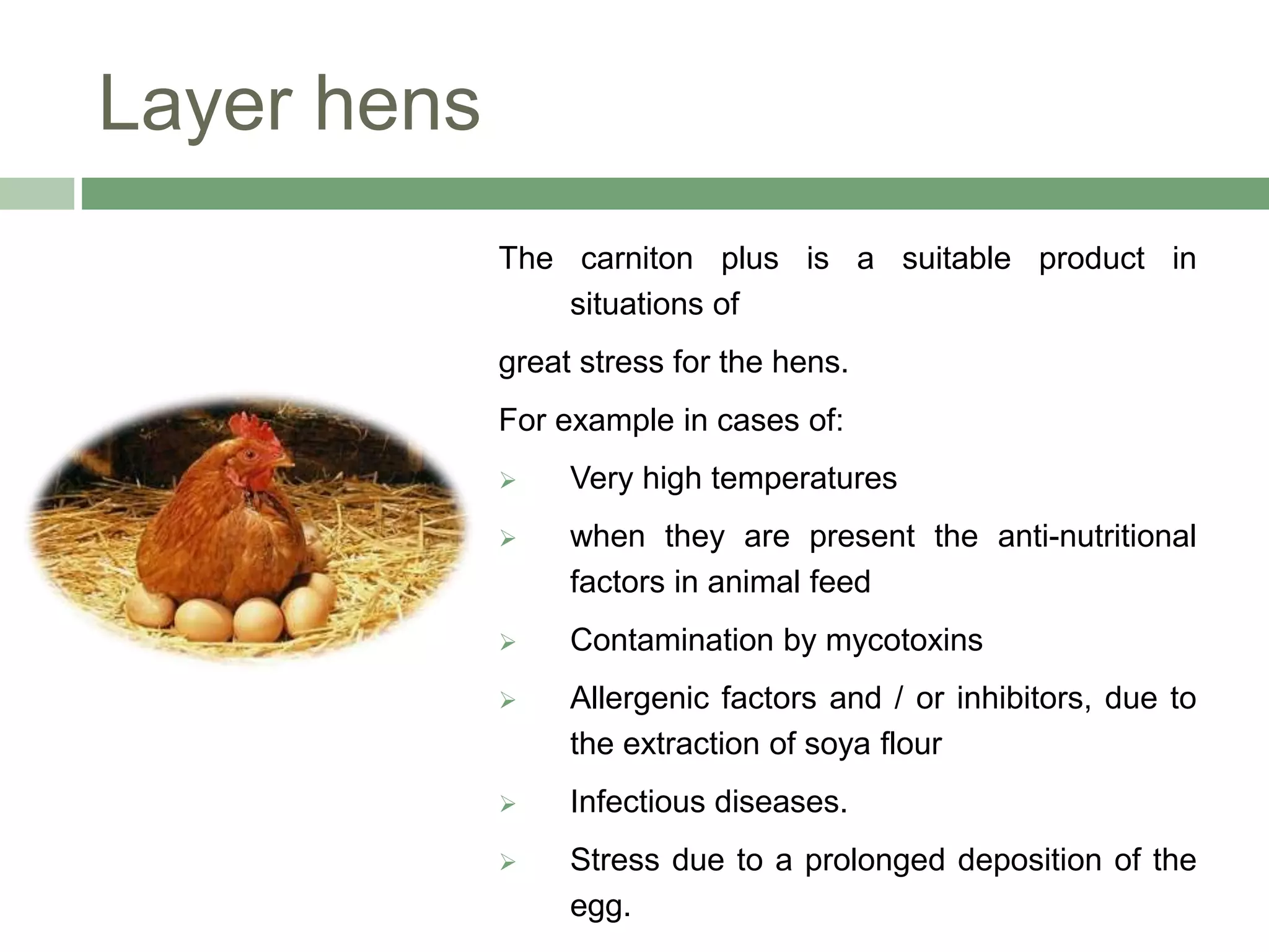Carniton plus presentation -laying hens- | PDF