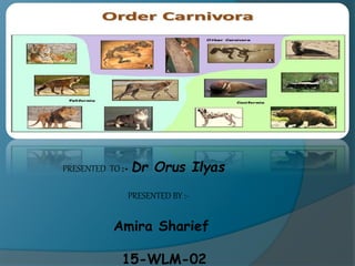 Carnivora Order