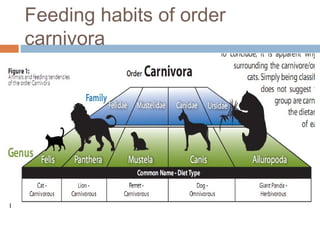 Carnivore biochemistry | PPT