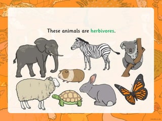 Carnivore Herbivore Omnivore.ppt this lesson is made for 4th grade ...