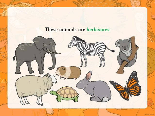 Carnivore Herbivore Omnivore.ppt this lesson is made for 4th grade ...