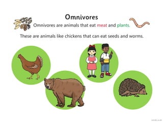 Carnivore Herbivore Omnivore.ppt this lesson is made for 4th grade ...