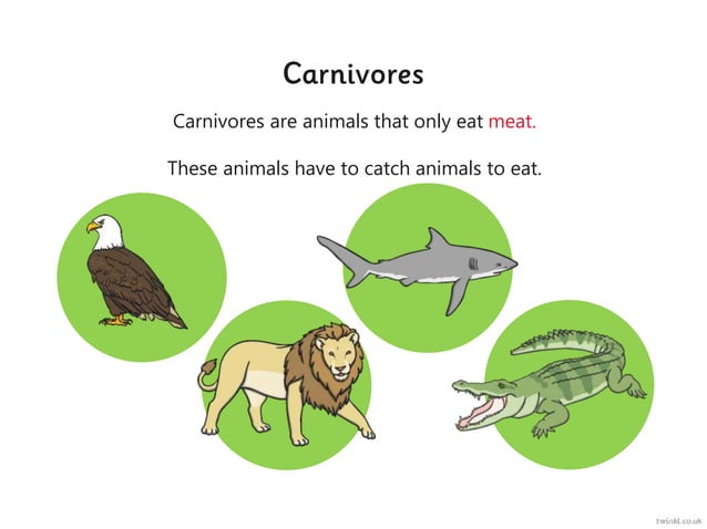 Carnivore Herbivore Omnivore.ppt this lesson is made for 4th grade ...