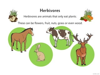 Carnivore Herbivore Omnivore.ppt this lesson is made for 4th grade ...