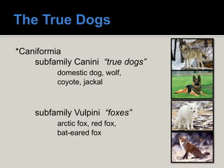 Introduction to Carnivores | PPT