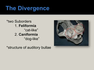 Introduction to Carnivores | PPT