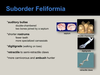 Introduction to Carnivores | PPT