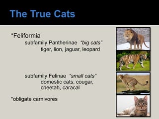 Introduction to Carnivores | PPT