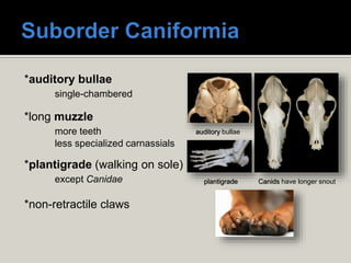 Introduction to Carnivores | PPT