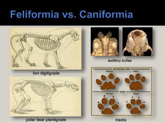 Introduction to Carnivores