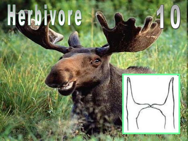 Is the Animal a Carnivore, Herbivore, or Omnivore Visual Quiz, Animals ...
