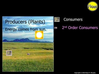 Is the Animal a Carnivore, Herbivore, or Omnivore Visual Quiz, Animals ...