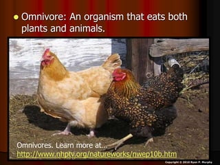 Is the Animal a Carnivore, Herbivore, or Omnivore Visual Quiz, Animals ...