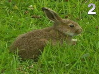 Is the Animal a Carnivore, Herbivore, or Omnivore Visual Quiz, Animals ...