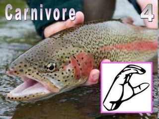 Is the Animal a Carnivore, Herbivore, or Omnivore Visual Quiz, Animals ...