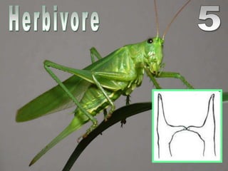 Is the Animal a Carnivore, Herbivore, or Omnivore Visual Quiz, Animals ...