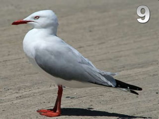 Is the Animal a Carnivore, Herbivore, or Omnivore Visual Quiz, Animals ...