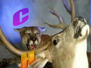 Is the Animal a Carnivore, Herbivore, or Omnivore Visual Quiz, Animals ...