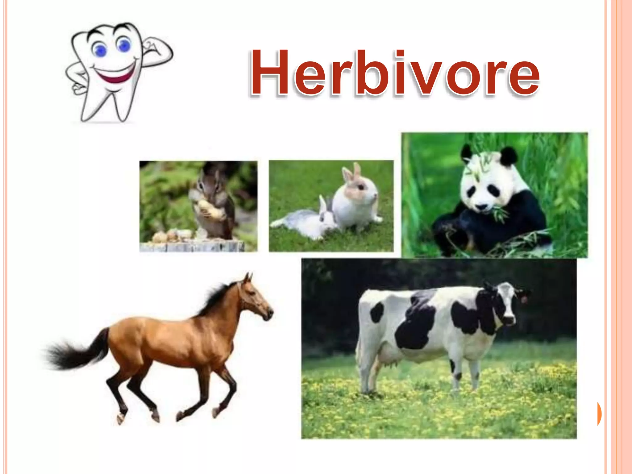 Carnivore omnivore herbivore | PPTX