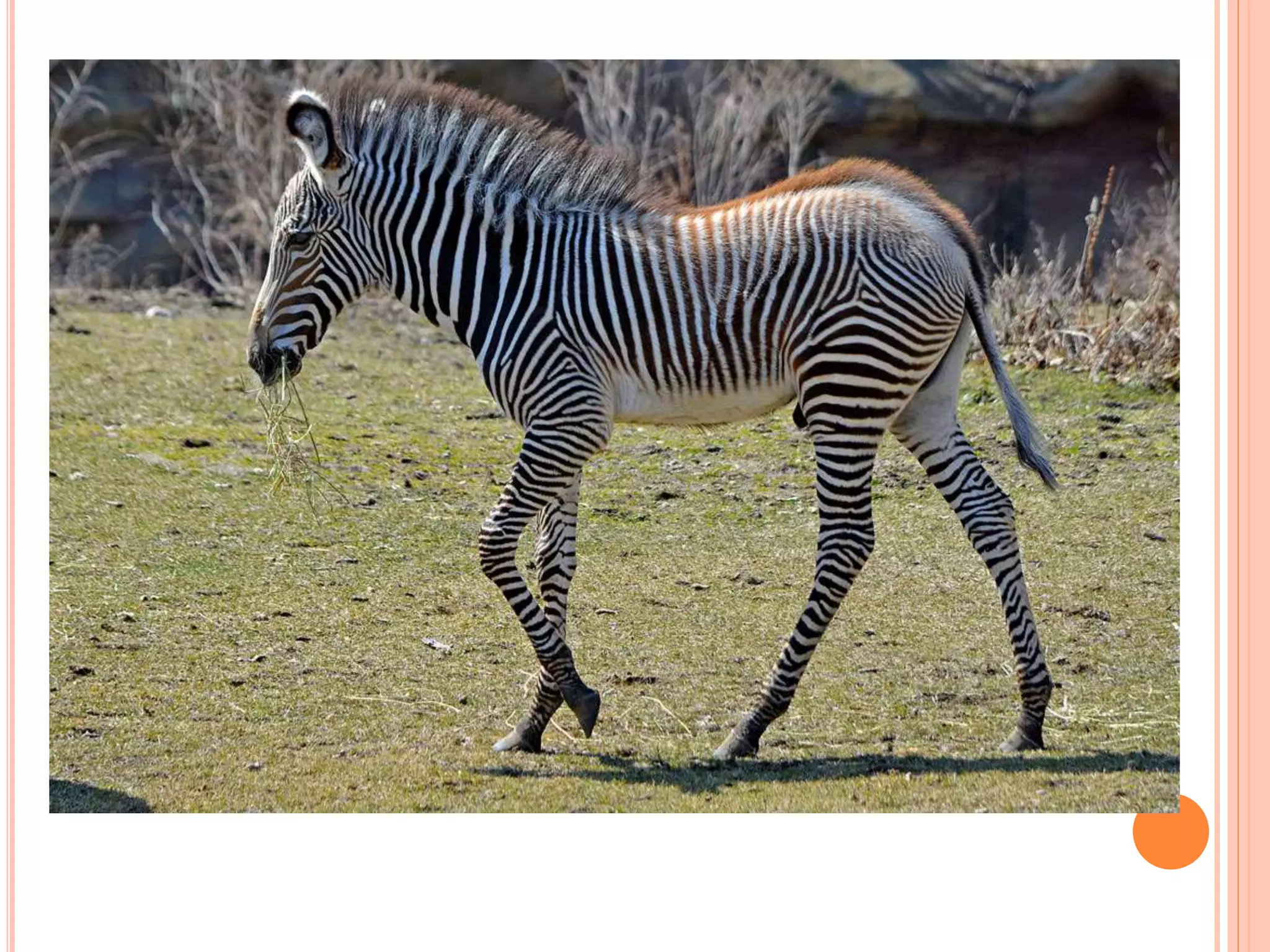 Carnivore omnivore herbivore | PPTX