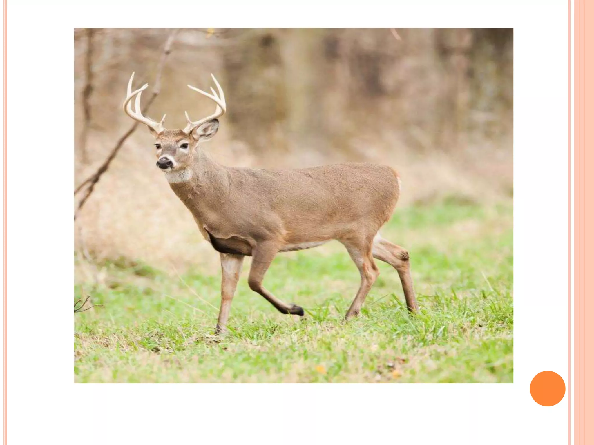 Carnivore omnivore herbivore | PPTX