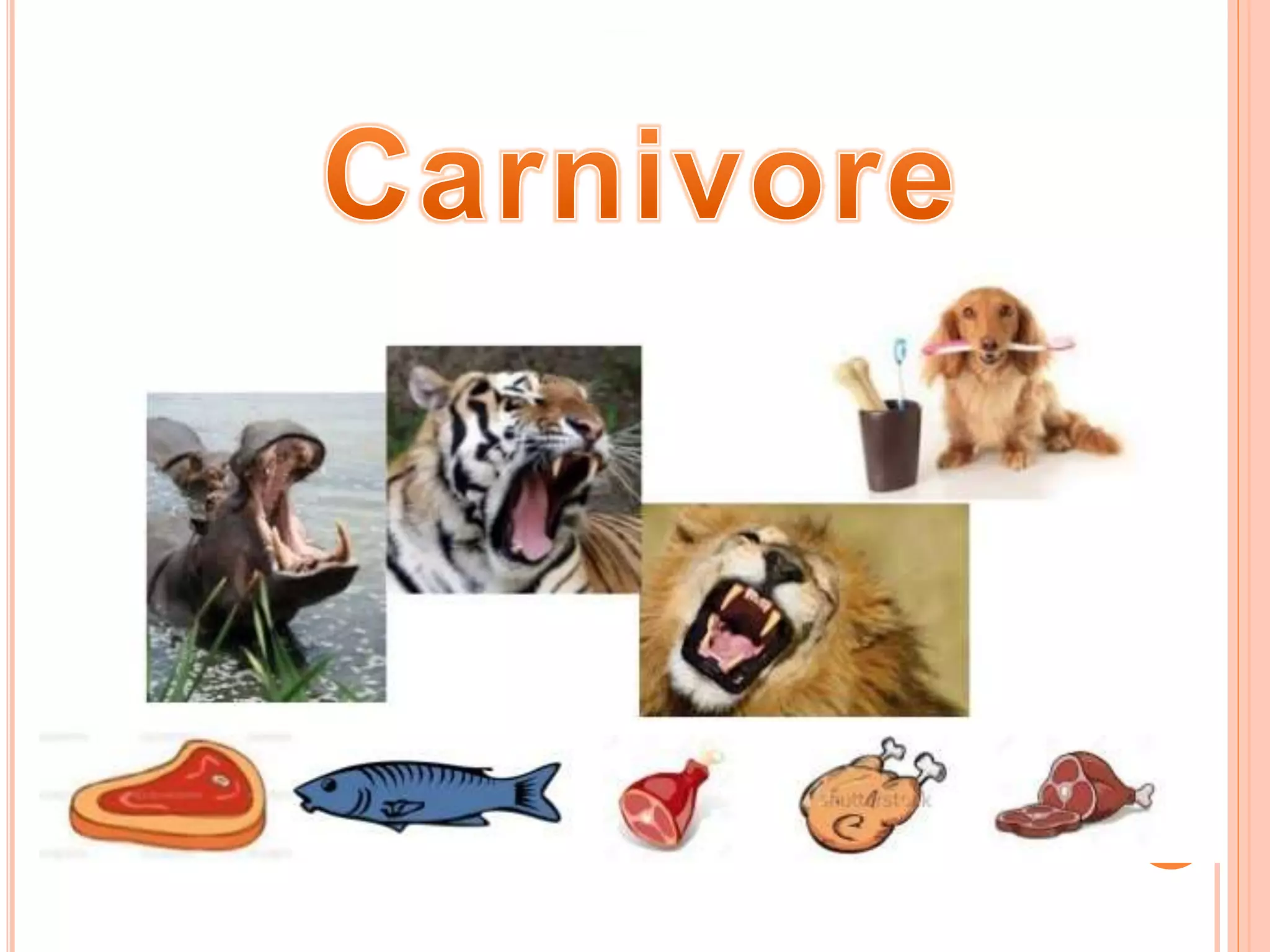 Carnivore omnivore herbivore | PPTX