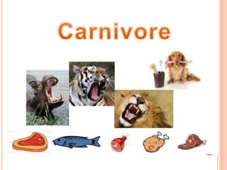 Carnivore omnivore herbivore | PPTX