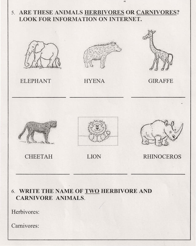 Carnivore or herbivore | PDF